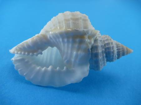 shellauction.net :: Distorsio muehlaeusseri - 2908749