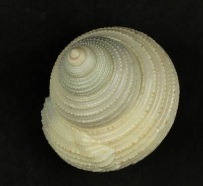 shellauction.net :: Calliostoma (Maurea) simulans - 2908839