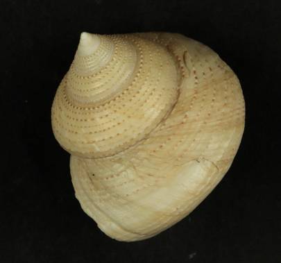 shellauction.net :: Calliostoma (Maurea) maui - 2908894
