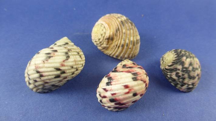 shellauction.net :: Nerita versicolor - 2911678