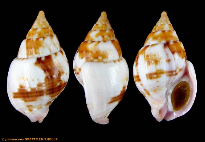 shellauction.net :: Euthria rolani - 2915906