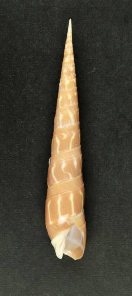 shellauction.net :: Terebra dimidiata - 2916182