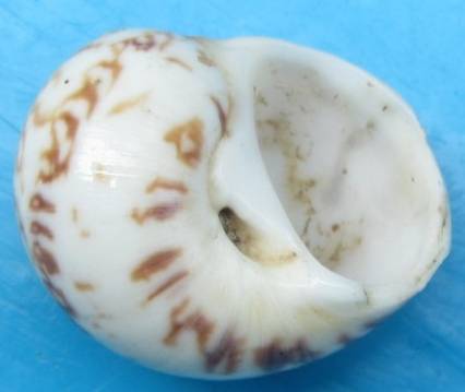 shellauction.net :: Tanea lineata - 2918116