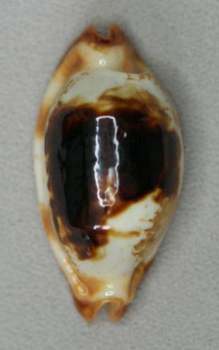 shellauction.net :: Bistolida stolida crossei - 2921013