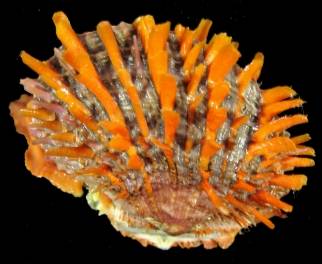 shellauction.net :: Spondylus butleri - 2921421