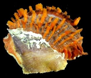 shellauction.net :: Spondylus butleri - 2921421