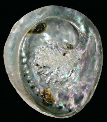 shellauction.net :: Haliotis midae - 2923429