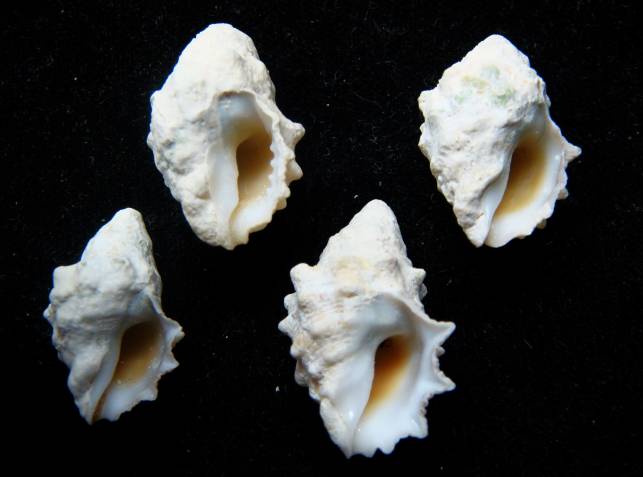 shellauction.net :: Drupella cornus - 2923624