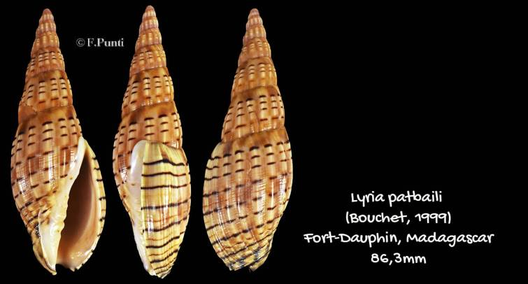 shellauction.net :: Lyria patbaili - 2923848