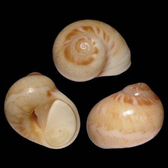 shellauction.net :: Tectonatica rizzae - 2933489