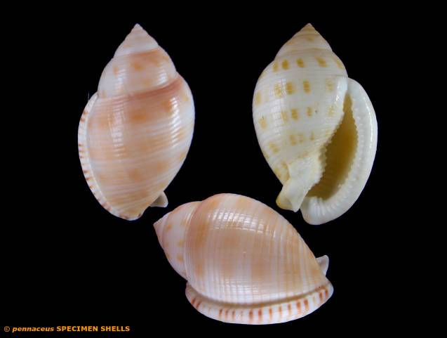 shellauction.net :: Semicassis microstoma - 2933707