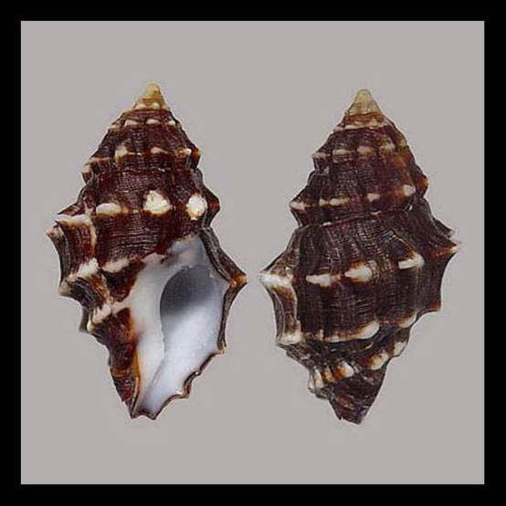 shellauction.net :: Leucozonia triserialis - 2934973