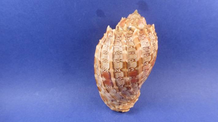 shellauction.net :: Harpa doris - 2939801