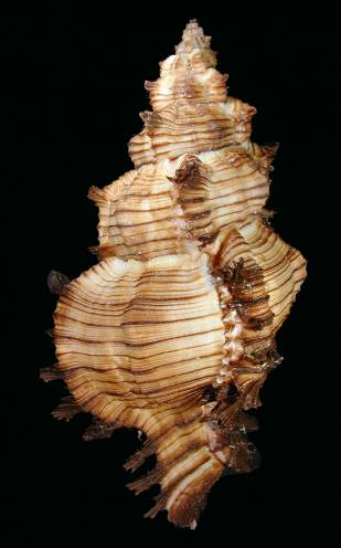 shellauction.net :: Chicoreus torrefactus - 2940993