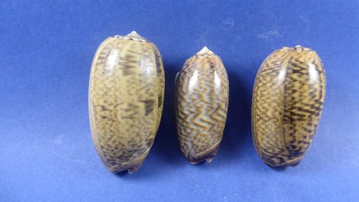 shellauction.net :: Oliva keeni - 2941249