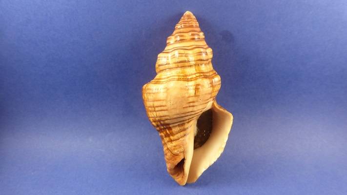 shellauction.net :: Latirus gibbulus - 2942219