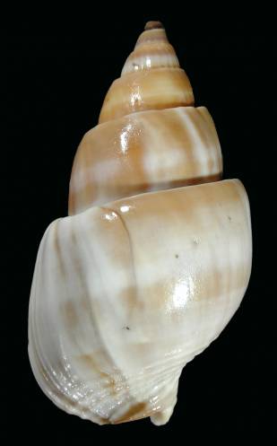 shellauction.net :: Nassarius dorsatus - 2947072
