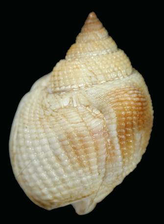 shellauction.net :: Nassarius globosus - 2947530