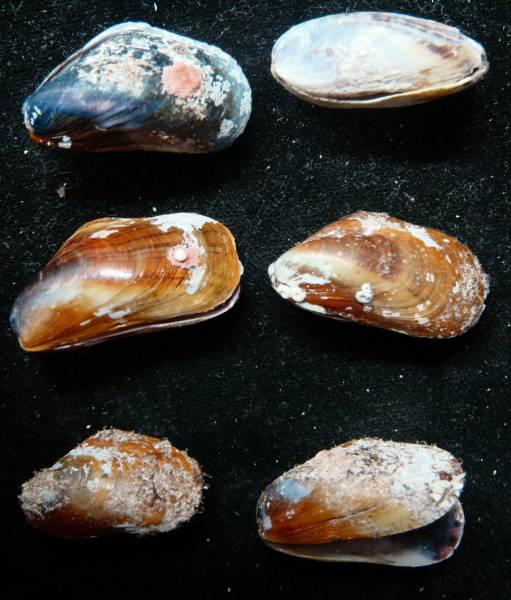 shellauction.net :: Modiolus auriculatus - 2950974