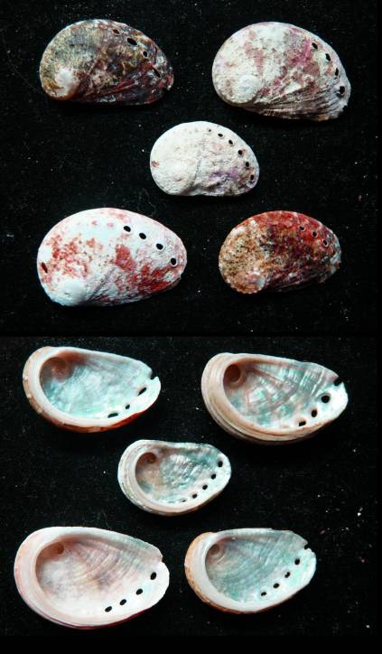 shellauction.net :: Haliotis pustulata - 2950981