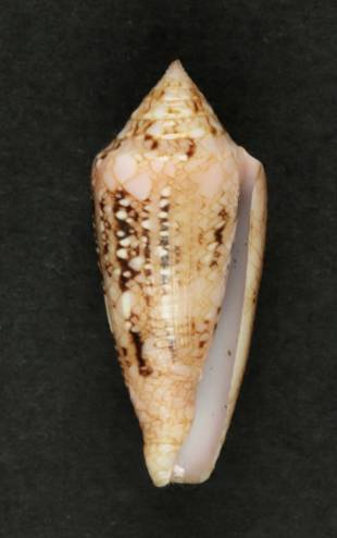 shellauction.net :: Conus legatus - 2952185