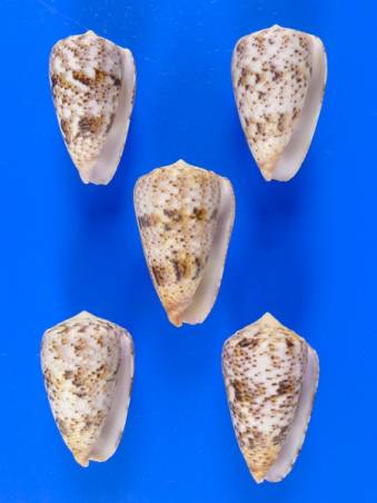 shellauction.net :: Conus zeylanicus - 2953454