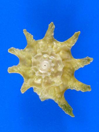 shellauction.net :: Astraea calcar - 2953960