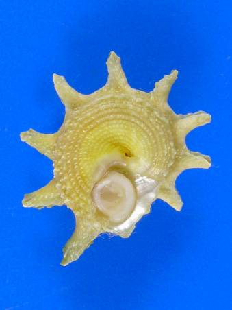 shellauction.net :: Astraea calcar - 2953960