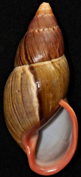 shellauction.net :: Sultana elizabethae - 2955180