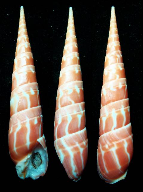 shellauction.net :: Terebra (Acus) dimidiata - 2956367