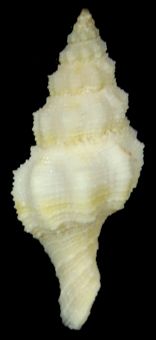 shellauction.net :: Latirus deynzerorum - 2956557