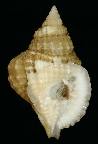 shellauction.net :: Distorsio reticularis - 2960401