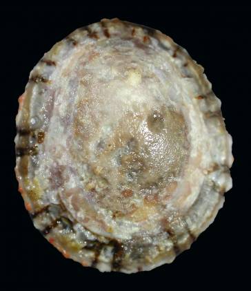 shellauction.net :: Cellana tramoserica - 2966604