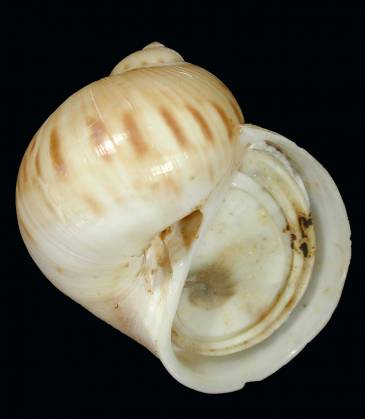 shellauction.net :: Natica monodi - 2966877
