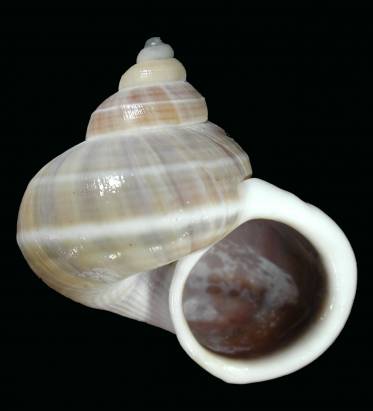 shellauction.net :: Tropidophora tricarinata - 2967741