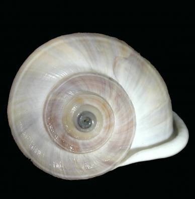 shellauction.net :: Tropidophora tricarinata - 2967741