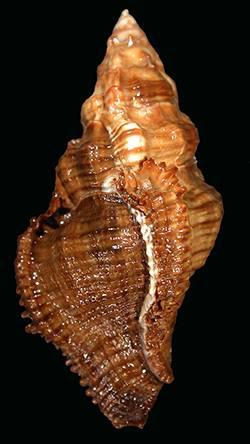 shellauction.net :: Chicoreus capucinus - 2969569