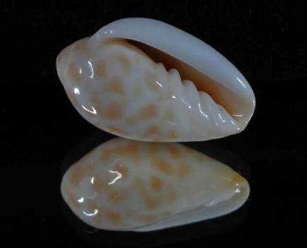 shellauction.net :: Prunum fulminatum - 2970018