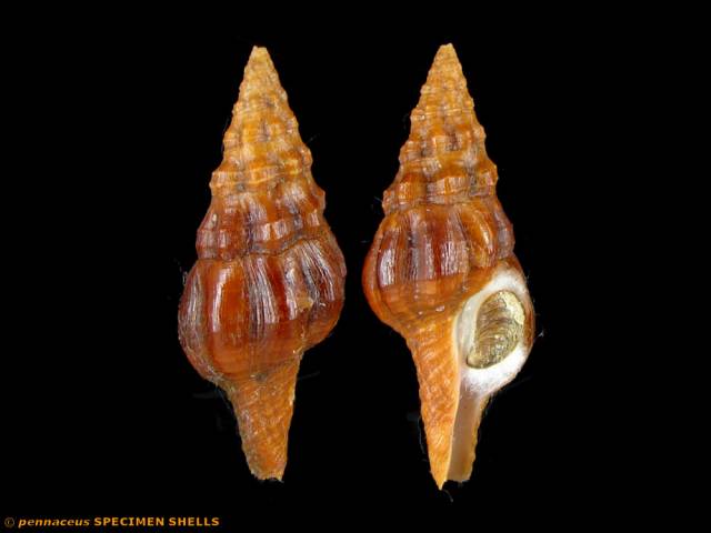 shellauction.net :: Latirus mediamericanus - 2973128