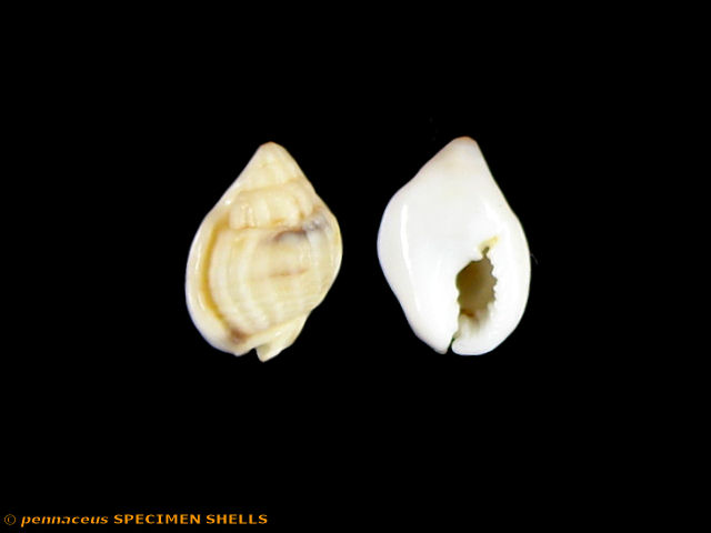 shellauction.net :: Nassarius callospira - 2973488