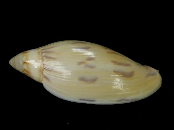 shellauction.net :: Amoria maculata - 2976111