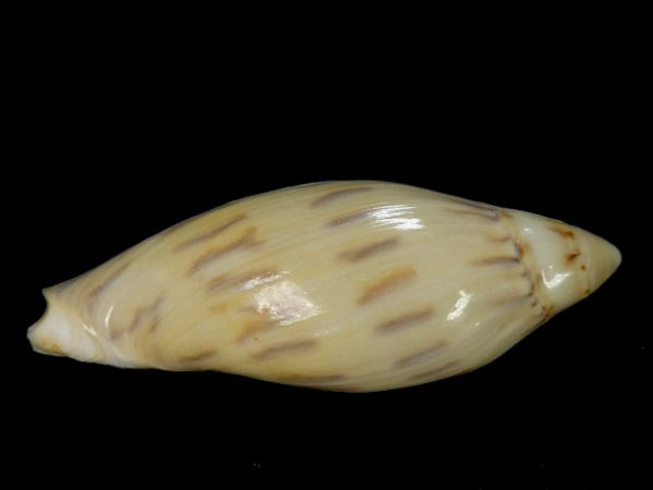 shellauction.net :: Amoria maculata - 2976111