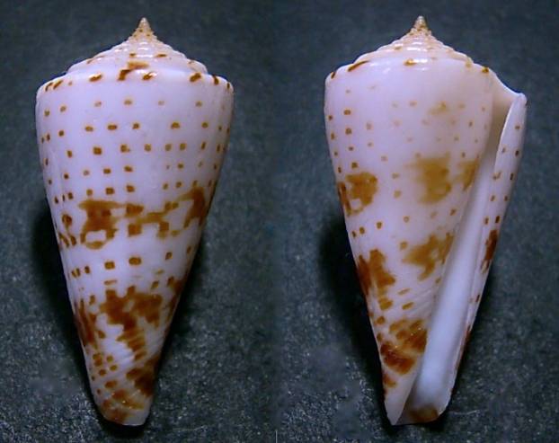 shellauction.net :: Conus ione ssp. - 2977274