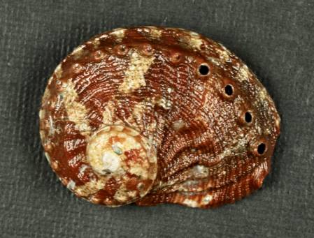 shellauction.net :: Haliotis scalaris emmae - 2978873