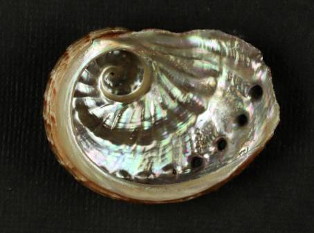 shellauction.net :: Haliotis scalaris emmae - 2978873