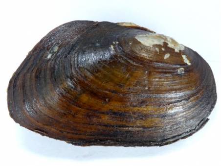 shellauction.net :: Elliptio complanatus - 2979662