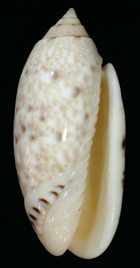 shellauction.net :: Oliva mantichora - 2981396