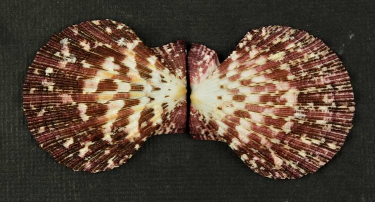 shellauction.net :: Gloripallium pallium - 2987132