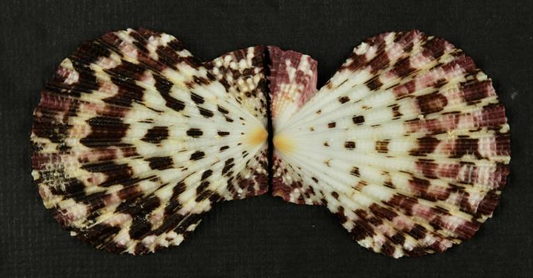 shellauction.net :: Gloripallium pallium - 2987134