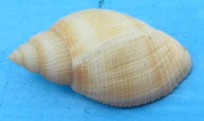 shellauction.net :: Nassarius plicatellus - 2990705